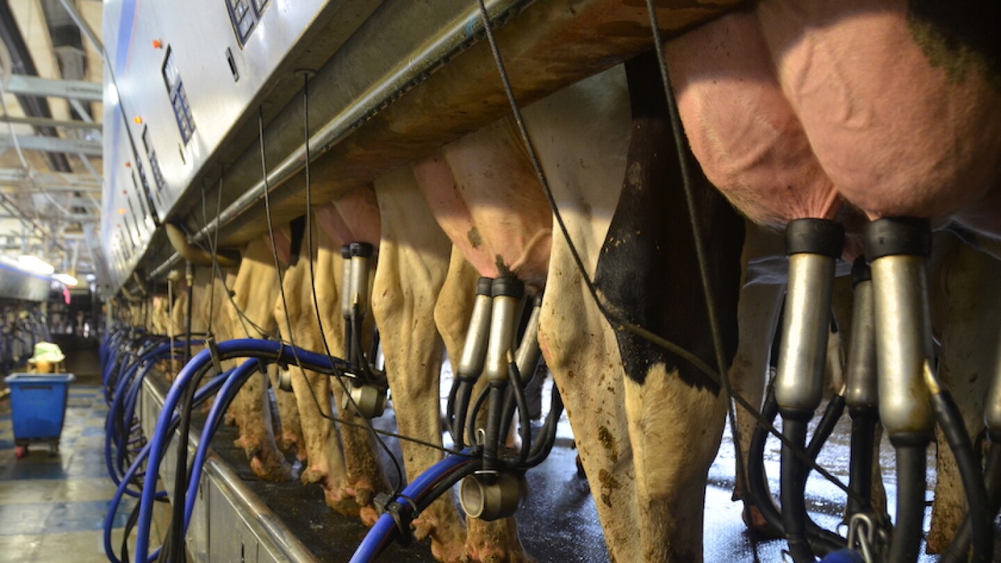 There’s a New Mastitis-Causing Pathogen in Town: Prototheca Bovis ...