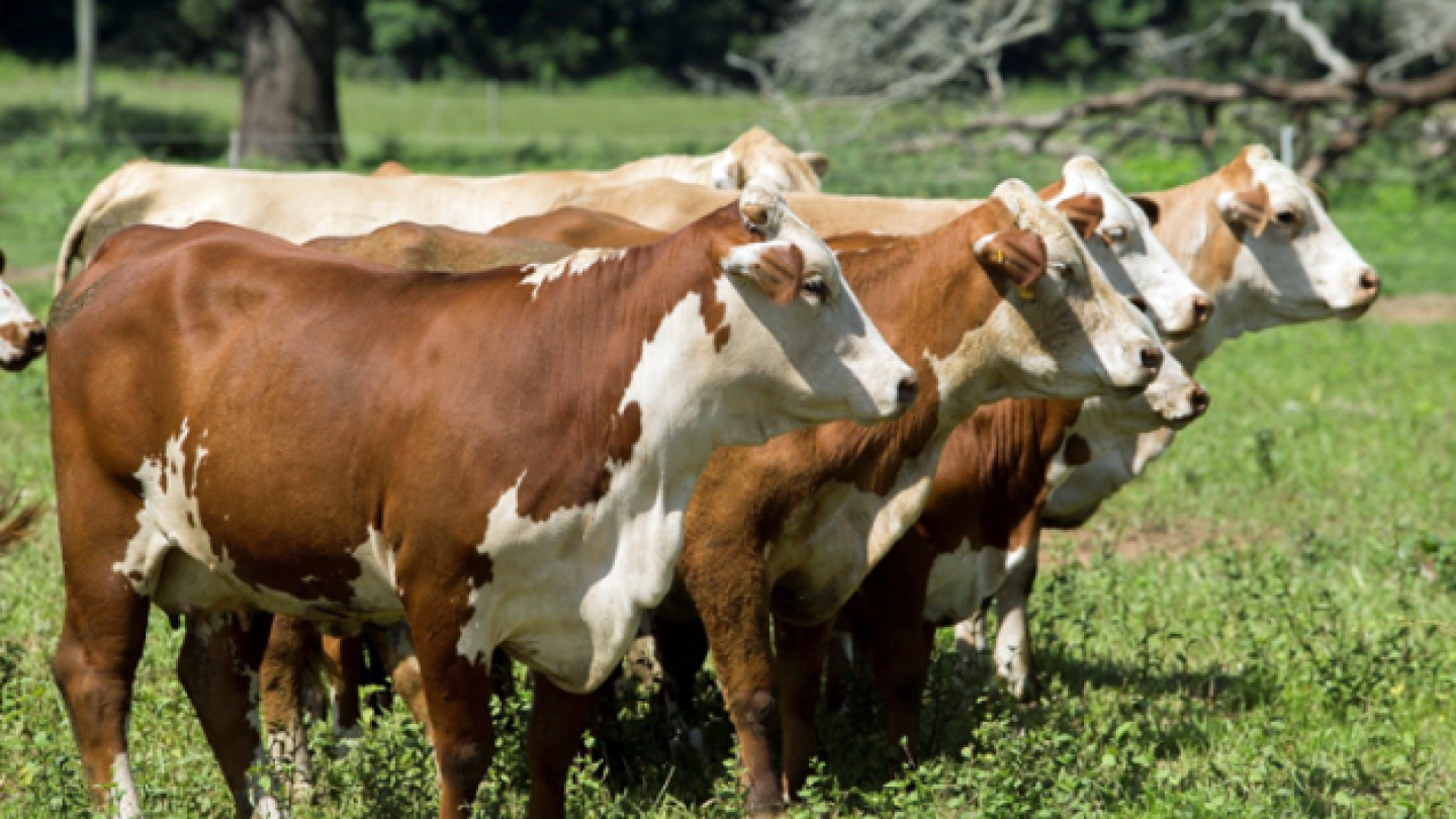 Understanding Fetal Programming in Cattle - Drovers
