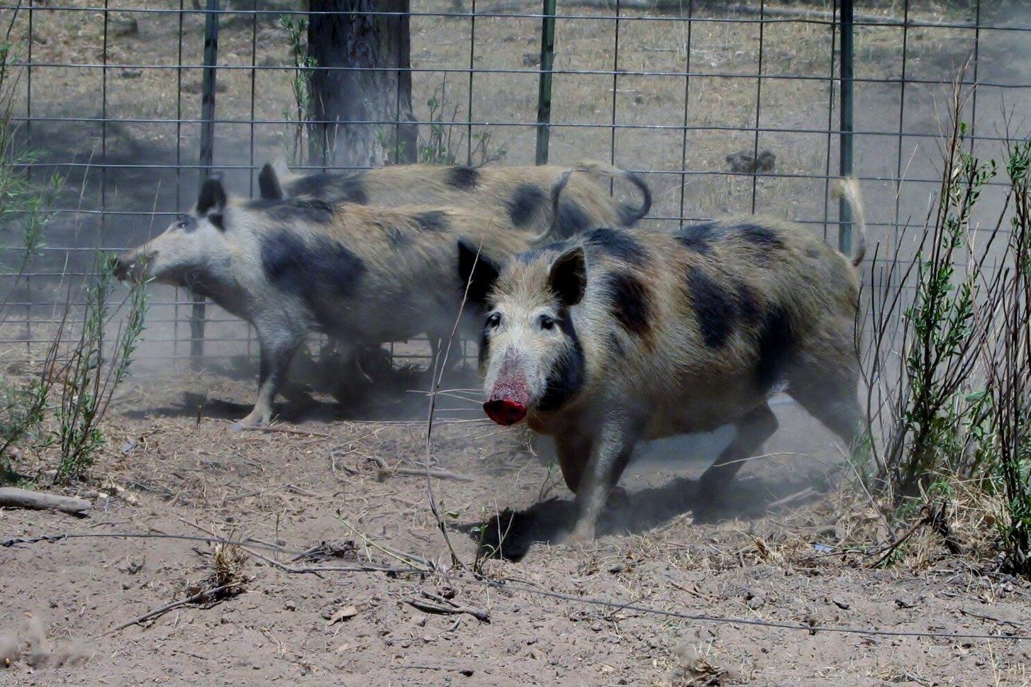 wild pigs