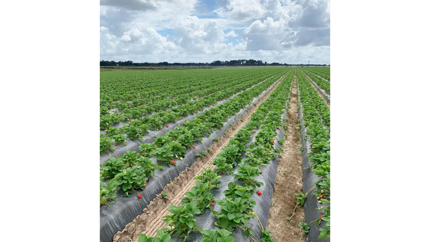 Well-Pict returning to GOPEX show - The Packer