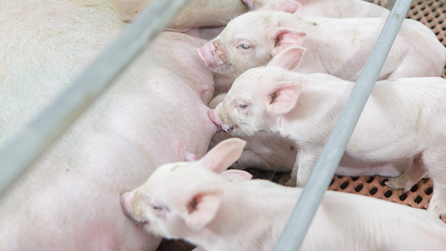 March Hogs and Pigs Report: Record Litter Rates Offset Smallest ...