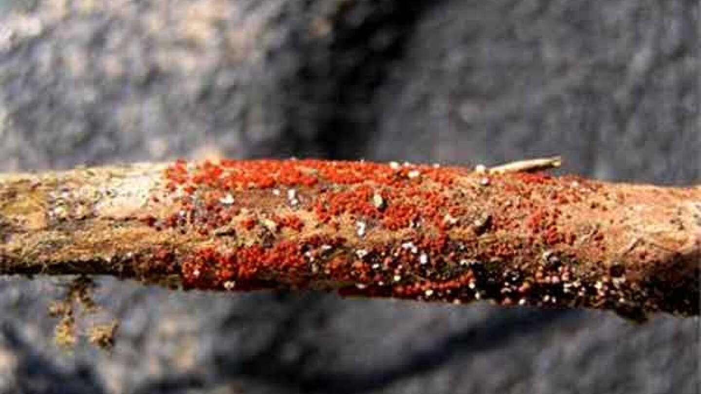 Red Crown Rot Rising: What Every Soybean Grower Needs to Know For 2026 ...
