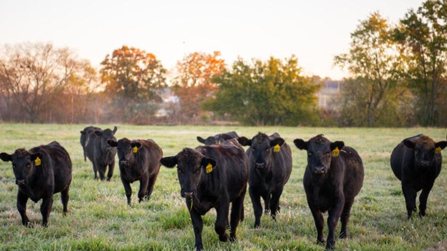 CattleFax Forecasts Record Beef Demand; Prospects for Tighter Supplies ...