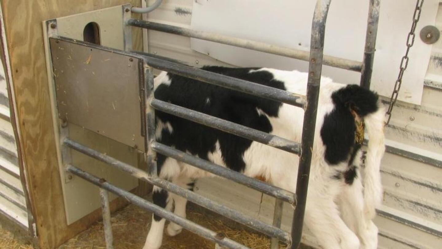 Four Keys to Autofeeder Success - Dairy Herd