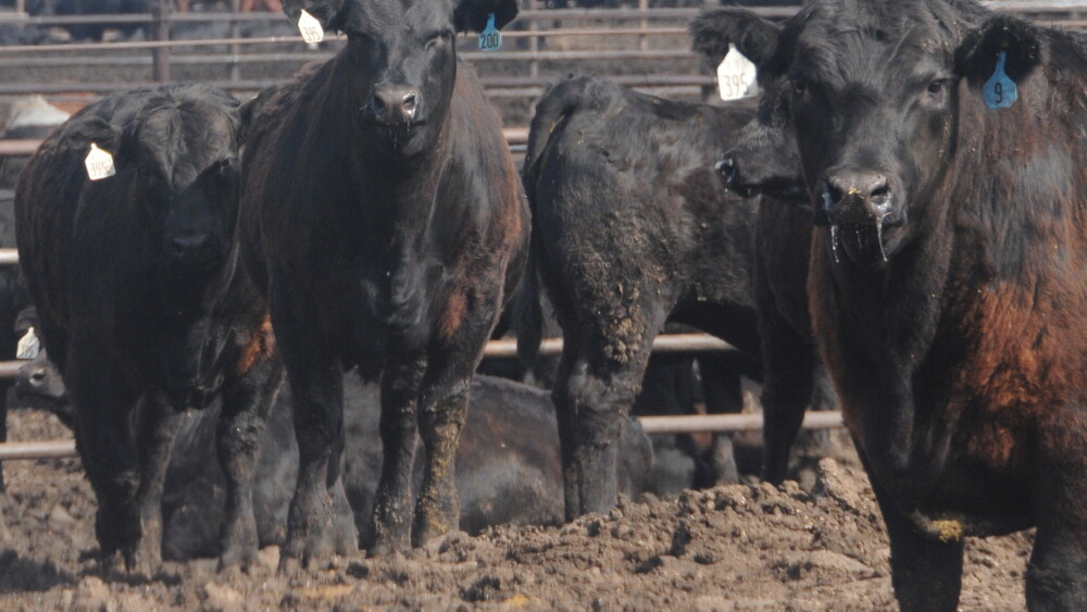 Oregon Cattle Mutilations Remain A Mystery - Bovine Vet