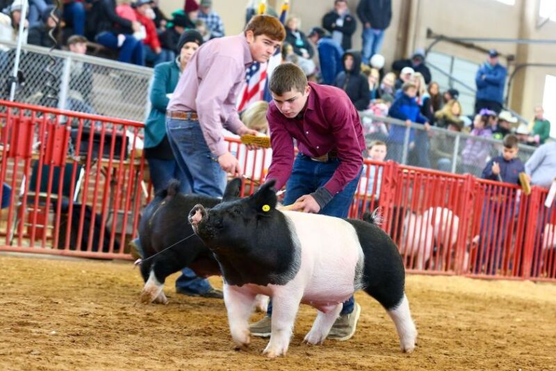 Fort Worth Stock Show Shatters Records, Raises $6.1M for Youth - Pork ...