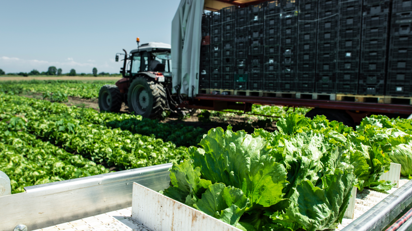 Produce Traceability Initiative releases new FSMA 204 guidance - The ...