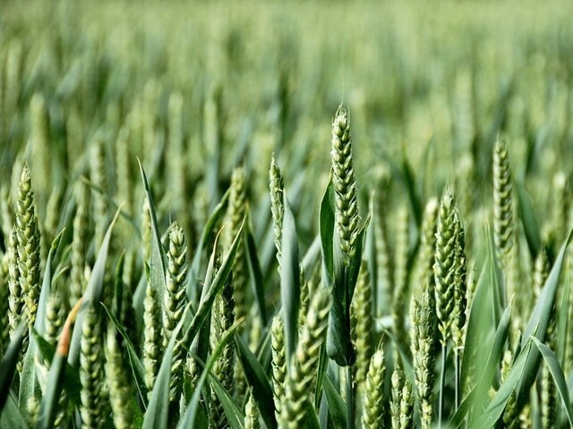 gmo wheat varieties