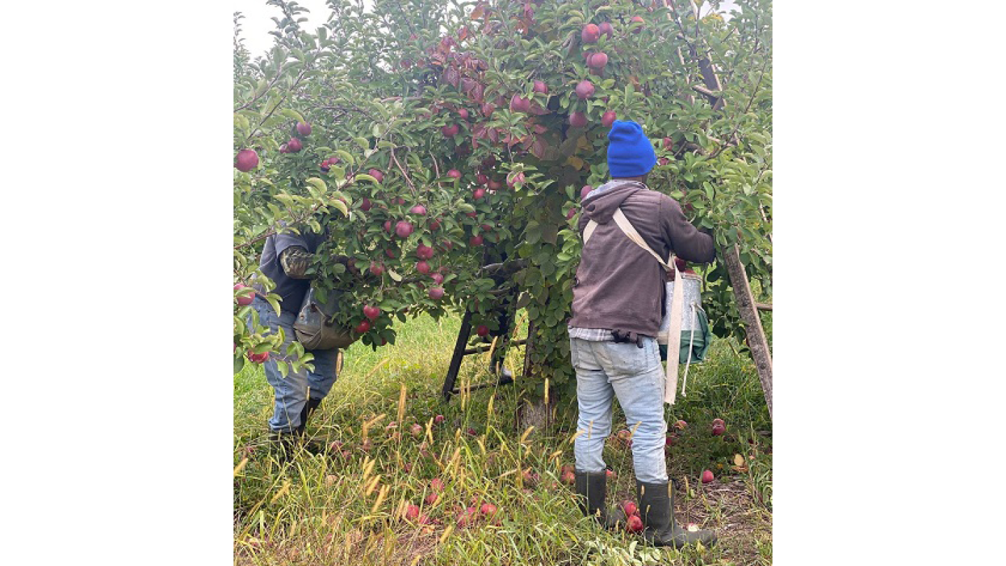 Windy Hill Orchard finds solution with Hazel Technologies - The Packer ...