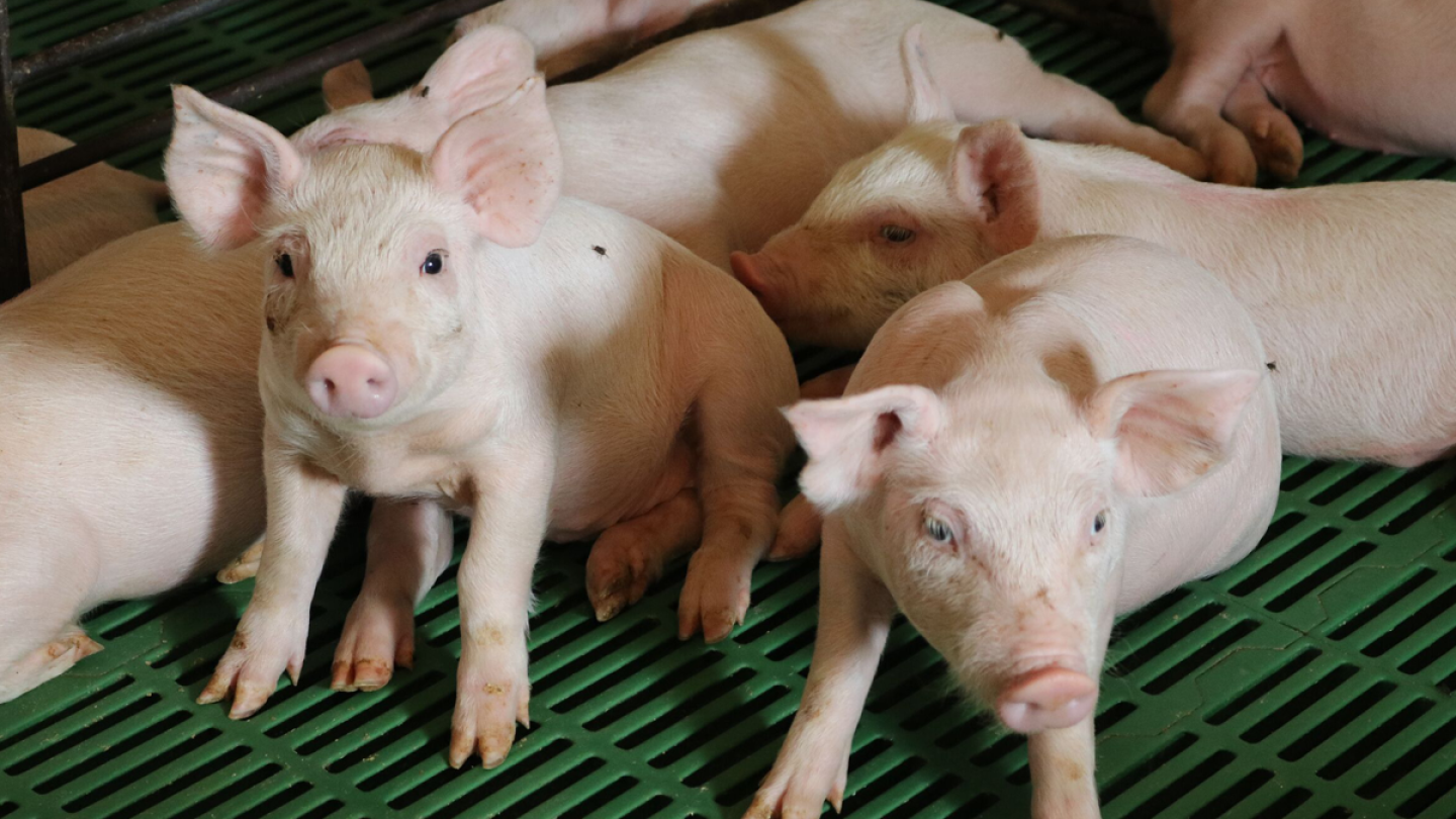 USDA Quarterly Hogs and Pigs Report Shows Productivity Outpacing Herd ...