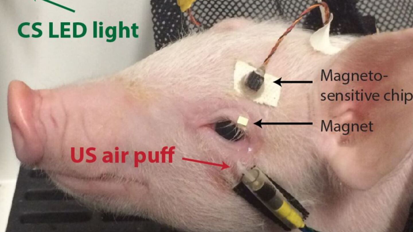 Researchers overcome winking, napping pigs to prove brain test works