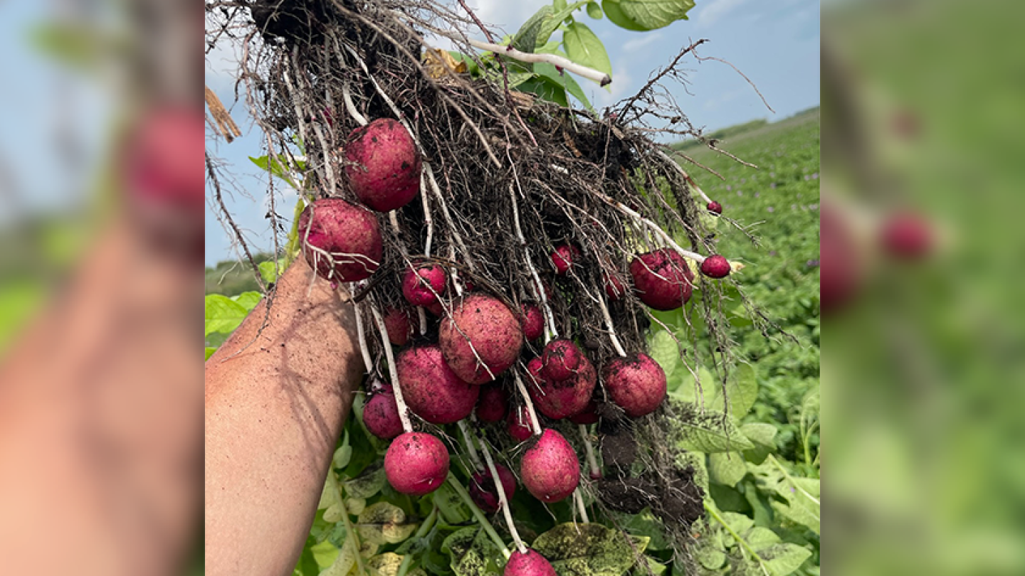 Another good year due for Red River Valley potatoes - The Packer