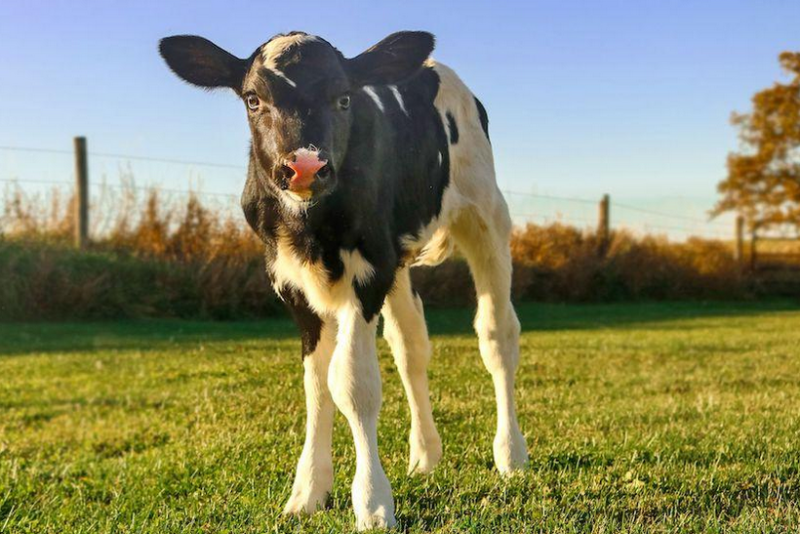 Dairy Heifer, Calf Values Remain Robust - Dairy Herd
