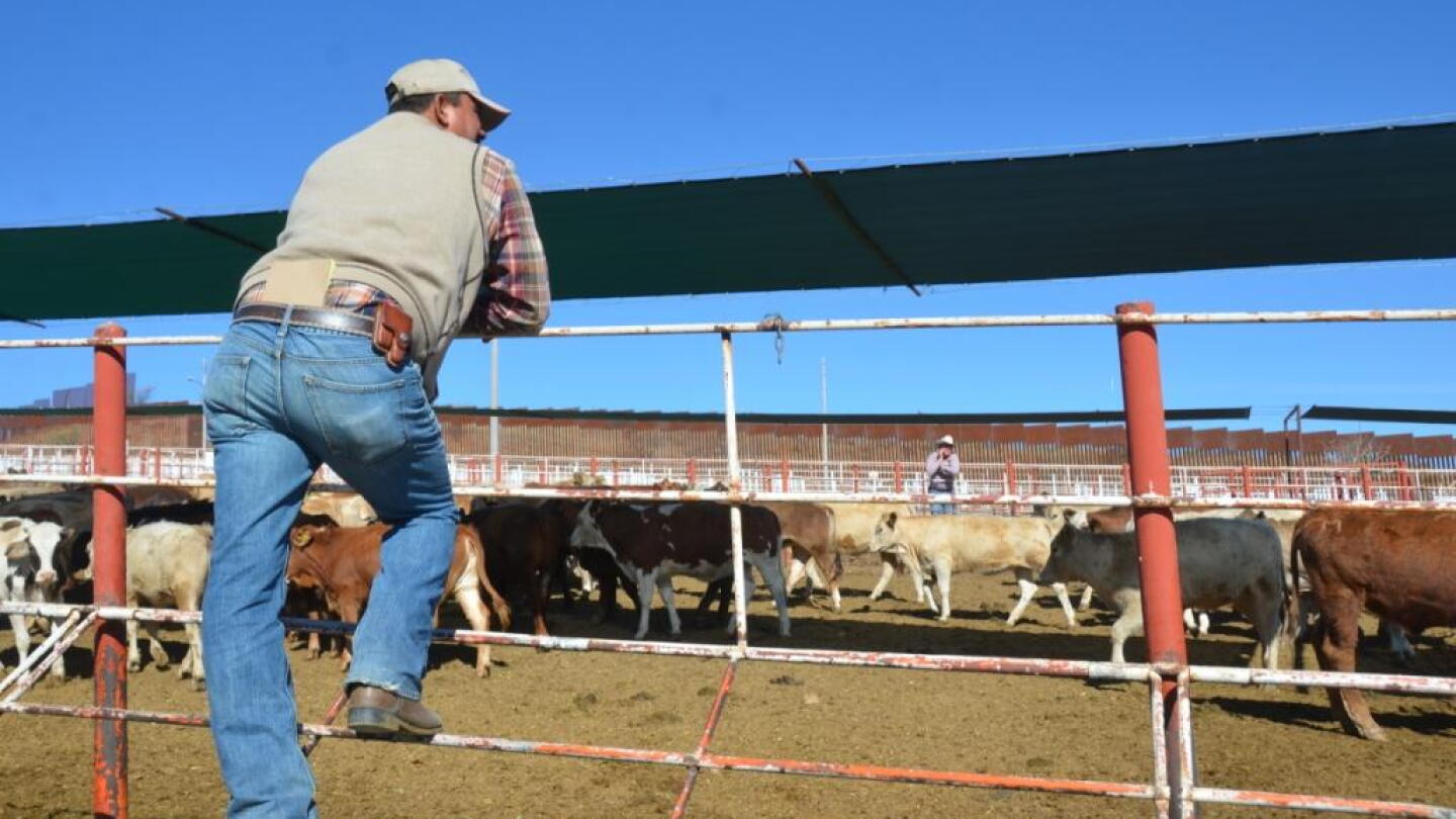 New World Screwworm: Latest Update from USDA-APHIS - Drovers