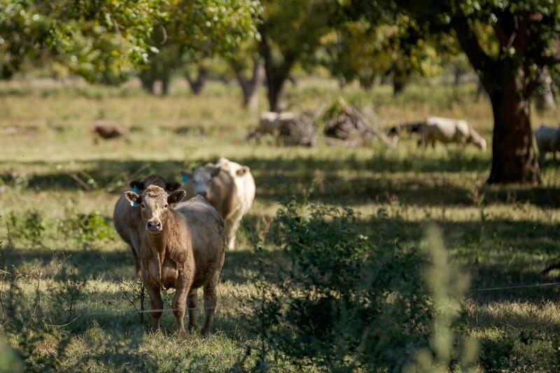 Noble Research Institute Integrates Livestock Into Pecan Research Study ...