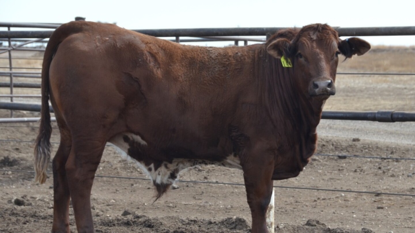 Derrell Peel: Cattle Imports Update - Drovers