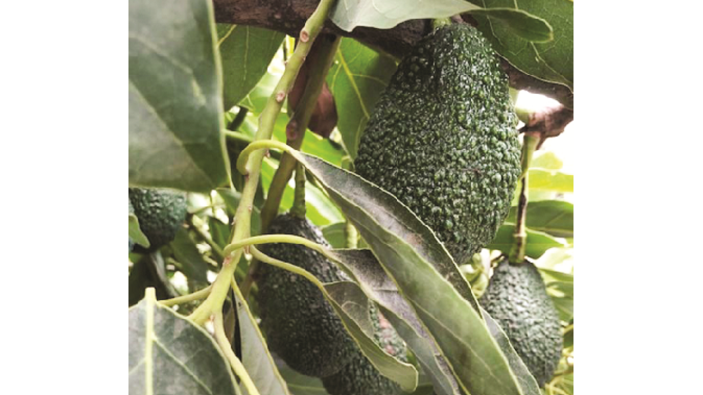 Peruvian avocado shipments underway - The Packer - Fruit and Vegetable ...