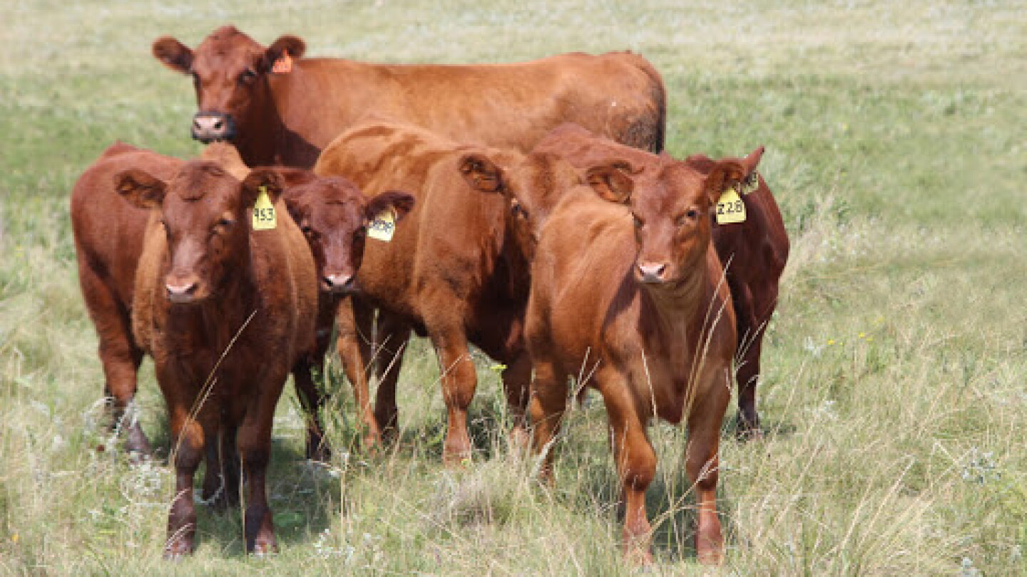 Red Angus Teams With IMI Global - Drovers