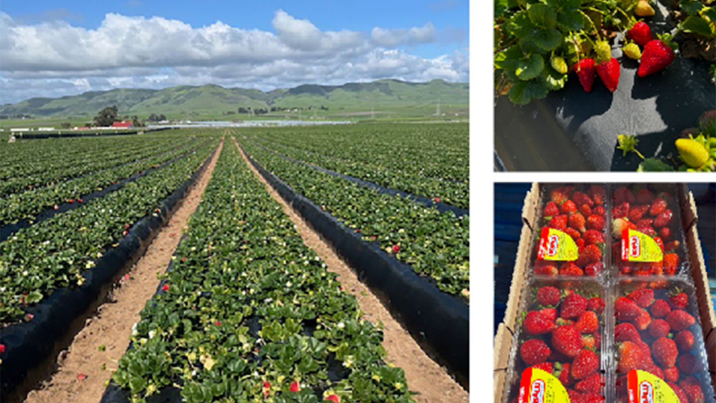 ‘Exceptional’ strawberry crop anticipated - The Packer