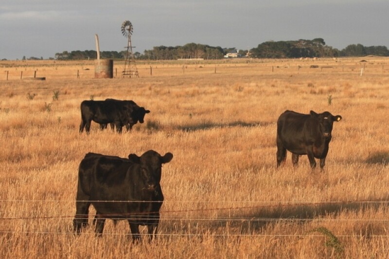Chinese-Led Group to Buy Australia's Most Iconic Cattle Ranch - Drovers