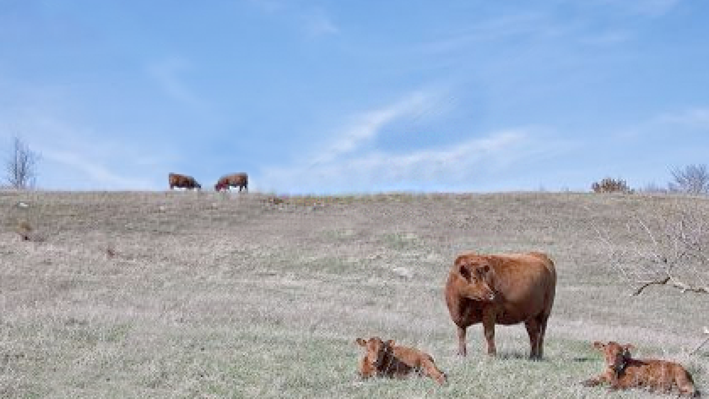 Grass Tetany: When to Prepare