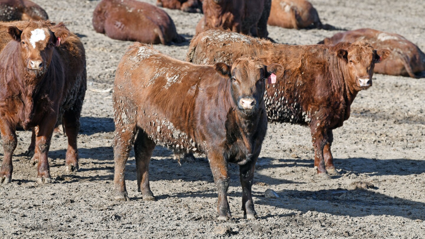 Derrell Peel: Early Winter Storm And Cattle On Feed