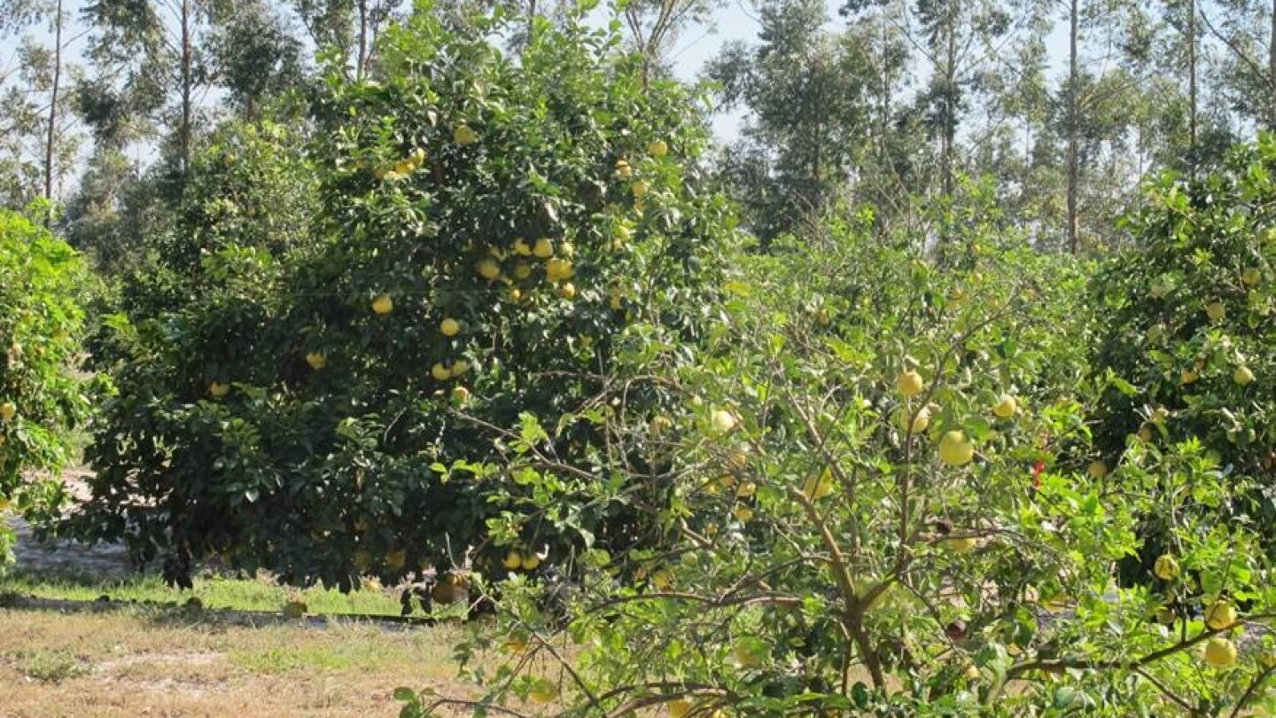 How Florida Citrus is Fighting Back Against Greening Disease - The Packer