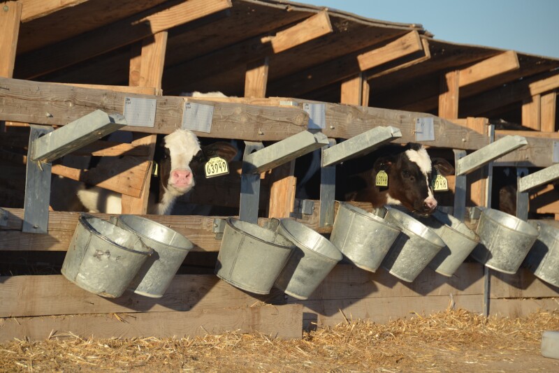 Calf Care Gets More Emphasis in FARM 4.0 - Dairy Herd