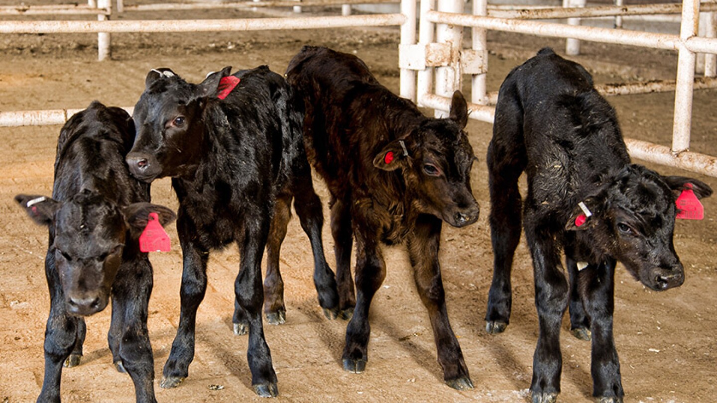 Calves and Heifers: How High Can These Prices Fly? - Dairy Herd