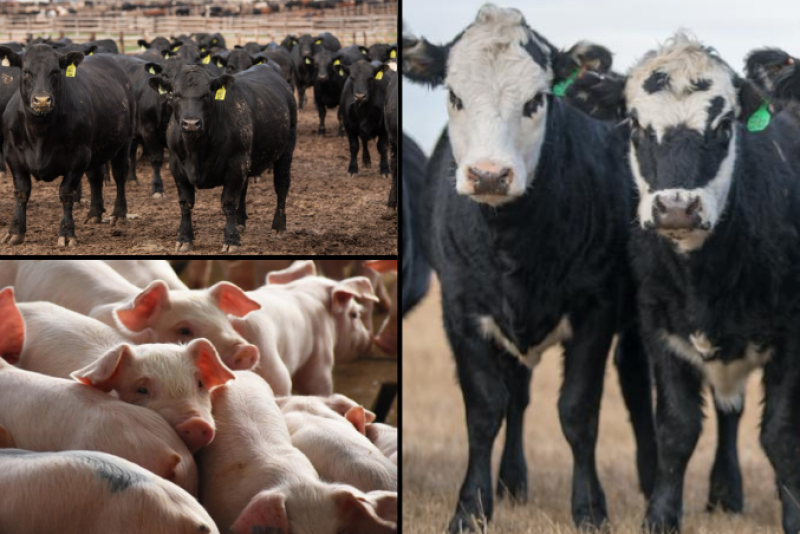 Profit Tracker: Beef and Pork Margins Widen for Producers, Decrease for ...