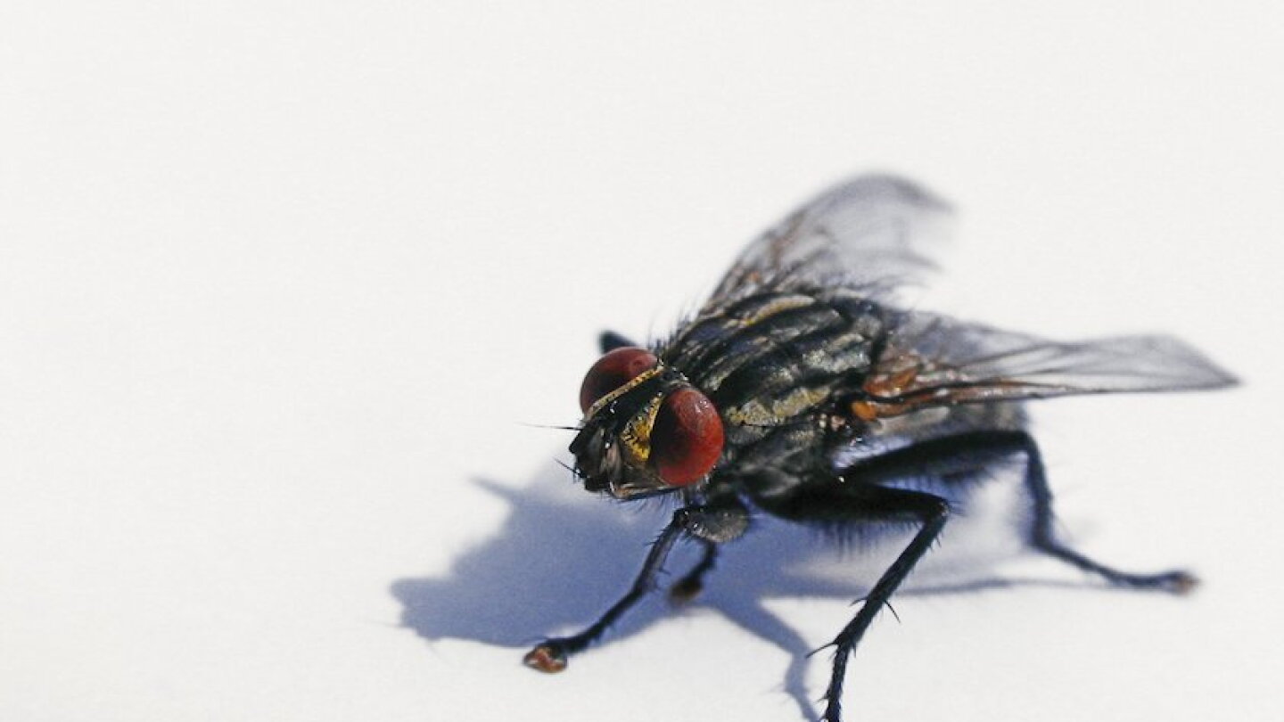 APHIS expands the Mexican fruit fly quarantine areas in Cameron County ...