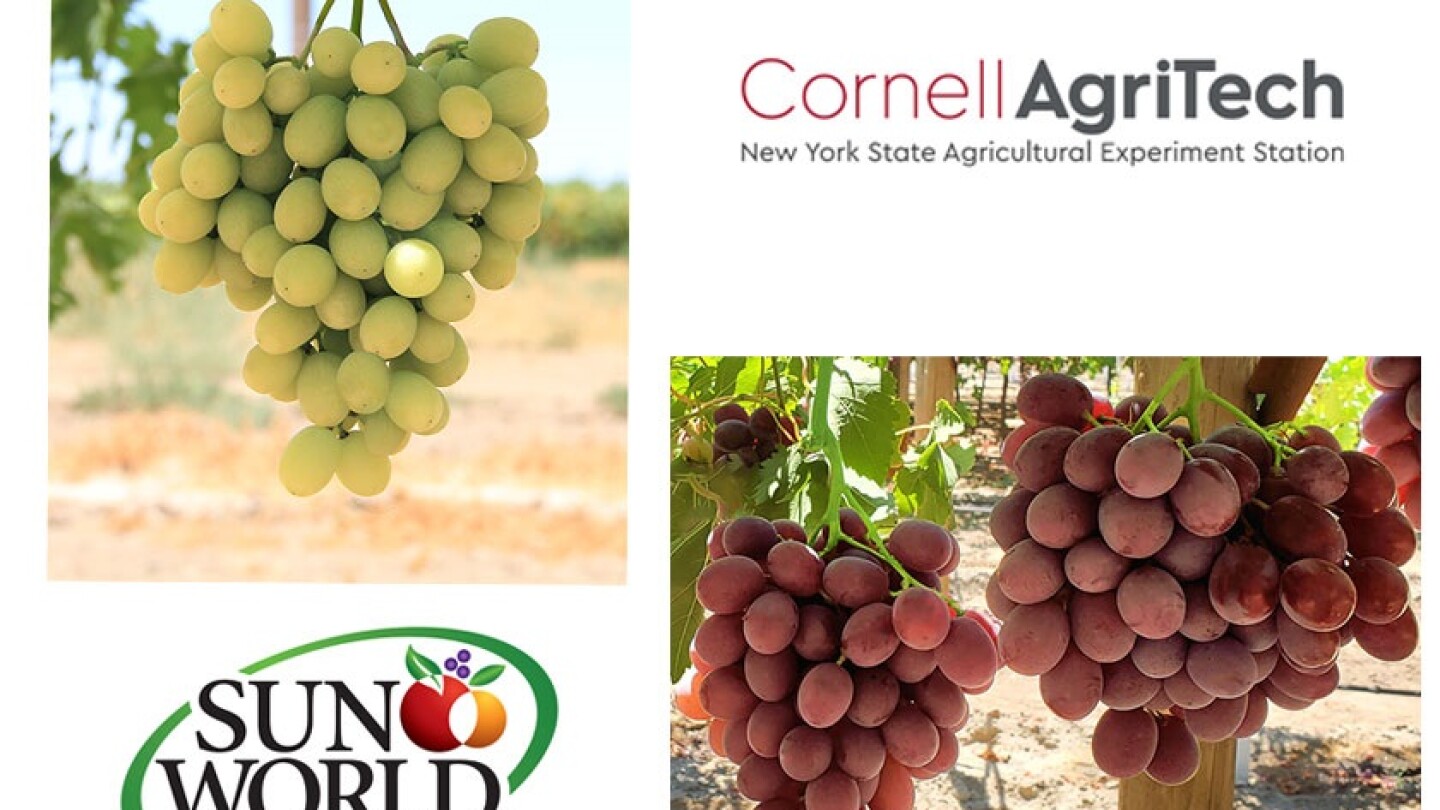 Partnership announces the release of 2 new grape varieties - The Packer ...