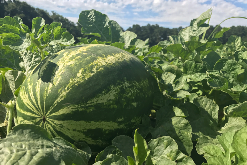 watermelon farm