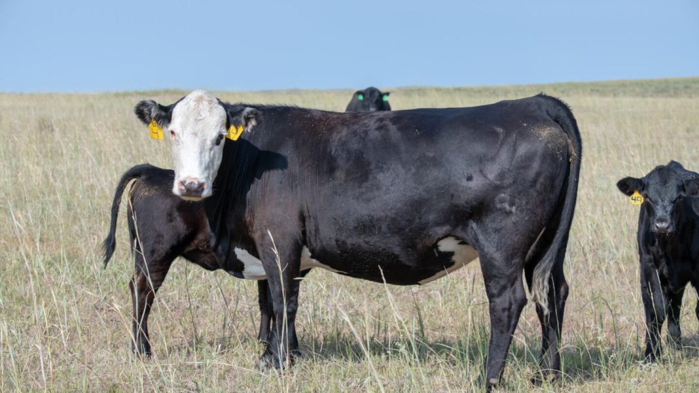 Feeding Monensin to Cows Decreases Intake but Increases Efficiency ...
