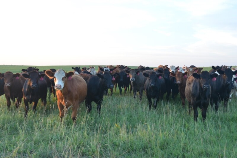 Market Highlights: Have Cattle Prices Hit Rock Bottom?