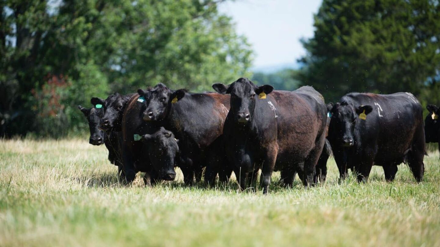 Remove the Guesswork From Choosing the Best Fly Control for Cattle ...