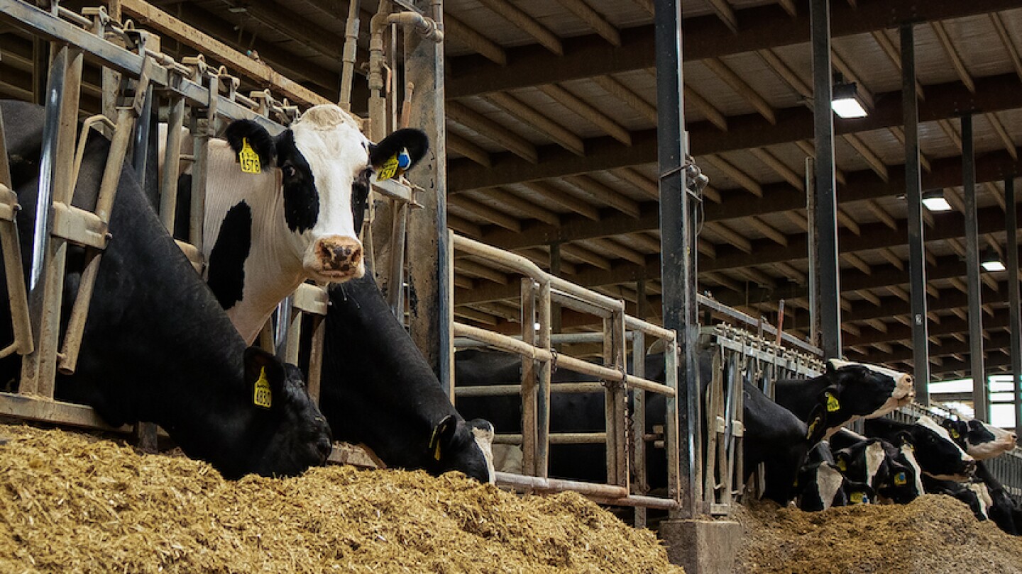 New Rumen Microbiome Resource - Dairy Herd