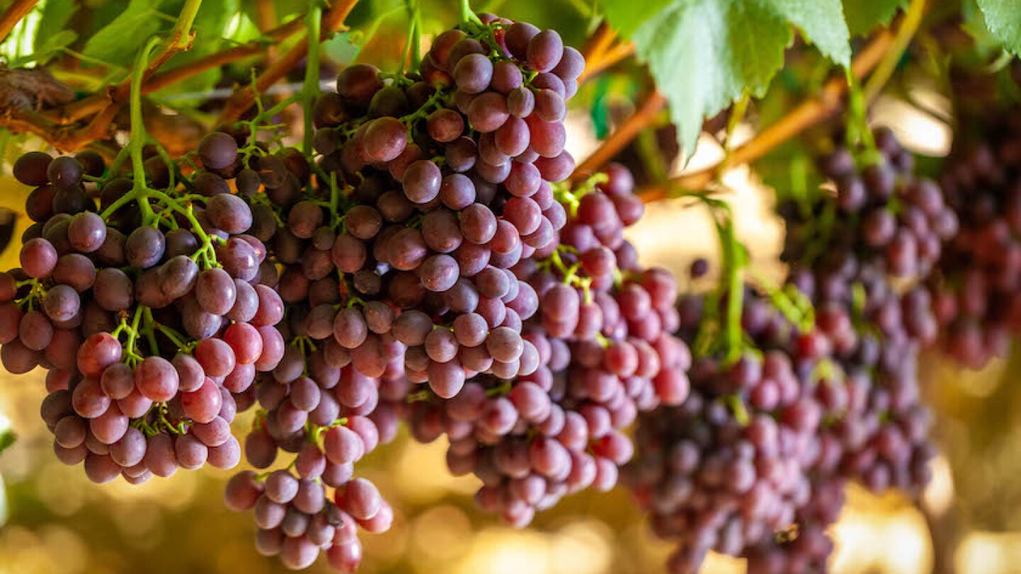 Candy Snaps season extended with new variety - The Packer