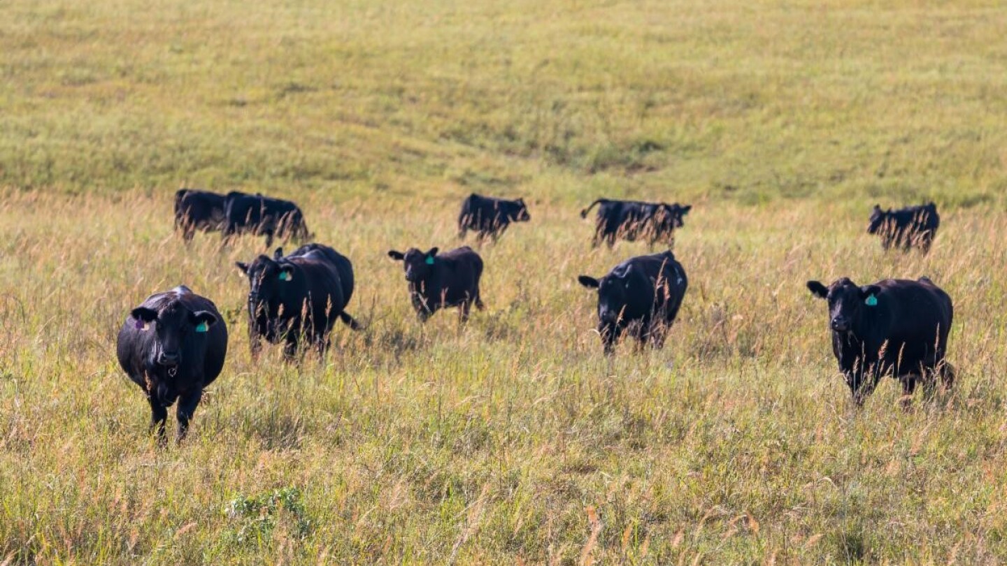 Benefits Of Estrus Synchronization And Artificial Insemination