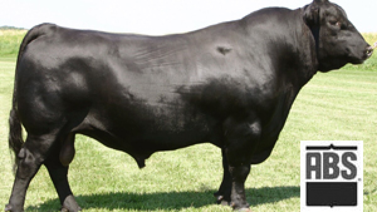 abs cattle genetics