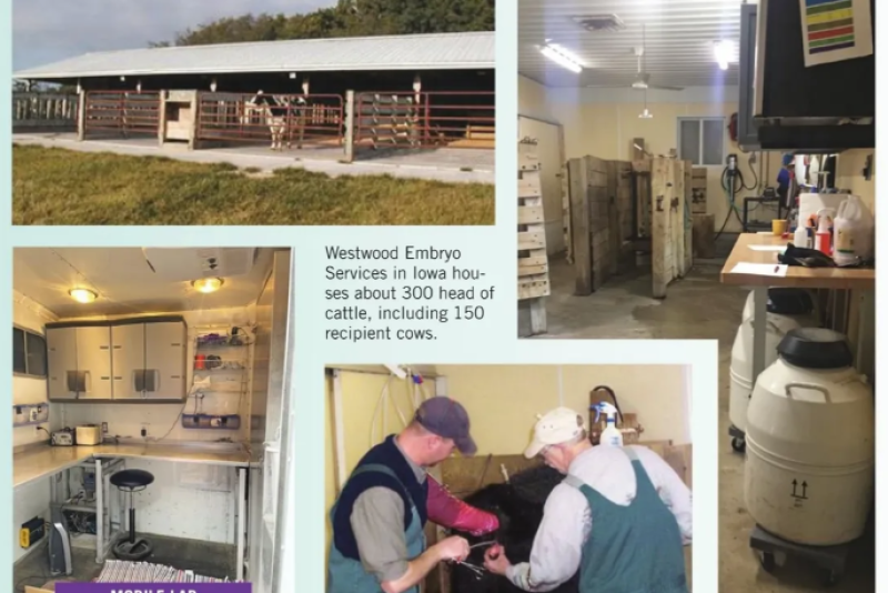 DVM's Business Provides Top Genetics to Beef Producers Here and Abroad ...
