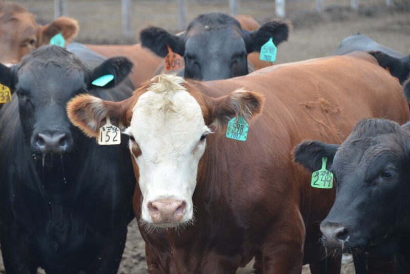 Cattle on Feed, Carcass Weights, Cattle Slaughter and Beef Production ...