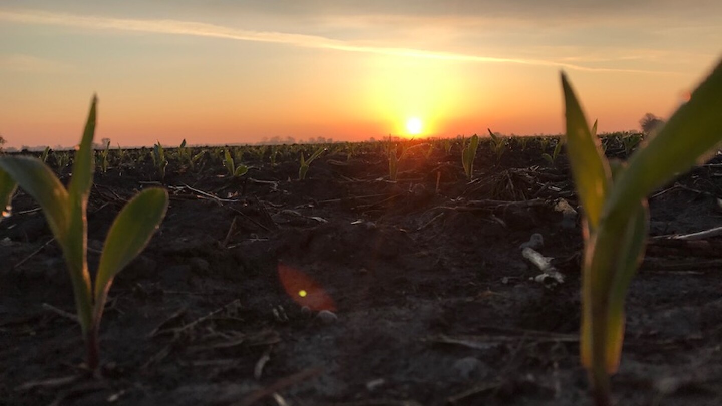 Corn Crop Condition Ratings Fall 4 Points, North Dakota in Worst Shape ...
