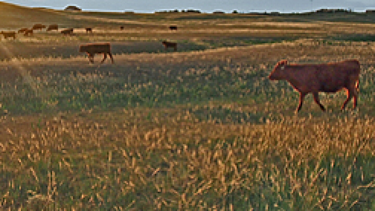Potential Impact of Climate Change on Rangeland Plants - Drovers