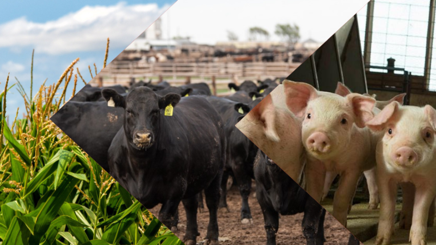 Kansas Farm Income: Livestock Receipts Up, Crop Receipts Down - Pork ...