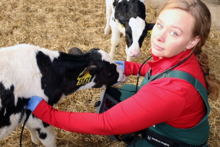 Hidden Pneumonia in Calves: Why More Dairies Use Ultrasound to Catch ...