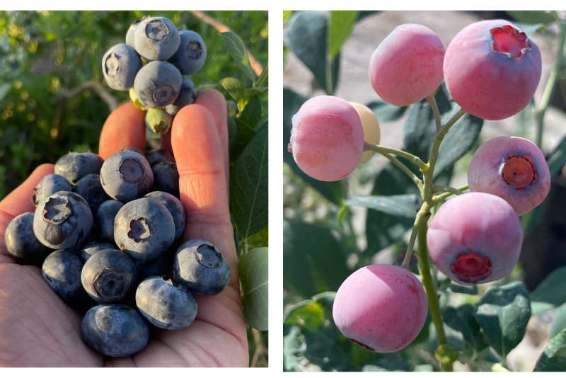 Oppy and G&M Farms introduce proprietary jumbo and pink blueberries ...