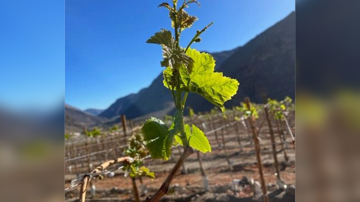 Chilean ‘summer’ fruit en route to U.S. - The Packer - Fruit and ...