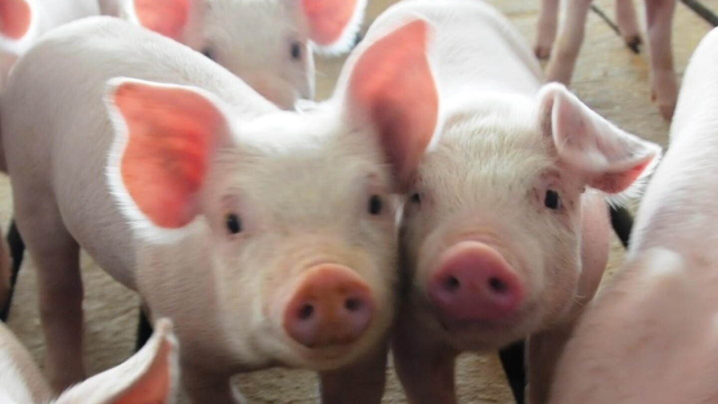 Cash Weaner Pig Prices Average $40.37, Up $2.35 Last Week - Pork Business