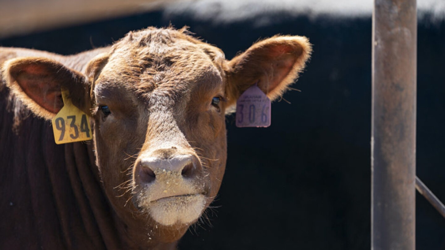 Parnell Living Science Introduces BRD Solution RESPIRmycin - Bovine Vet